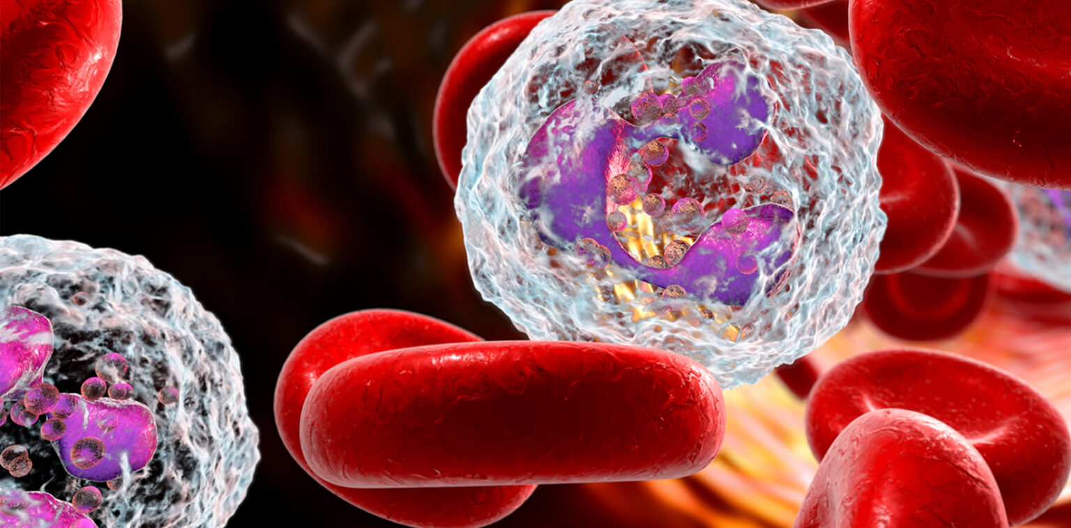 PBMCs: A powerful research tool | AllCells®