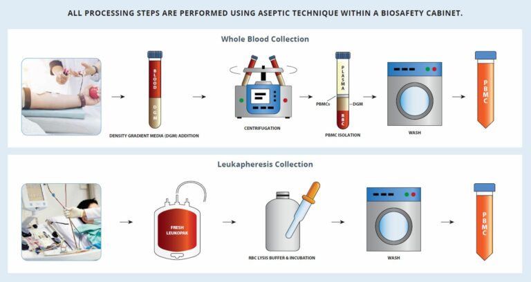 PBMCs: A powerful research tool | AllCells