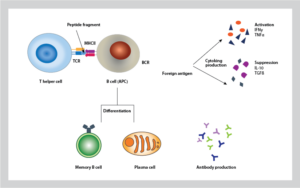 B Cells: More Than Just Antibodies - AllCells