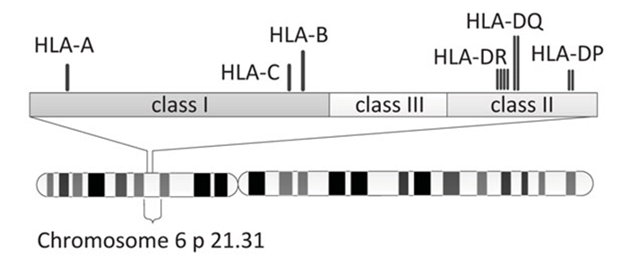 The Crucial Role of HLA Typing in Donor Selection for Cell and Gene ...