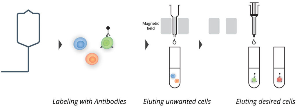 Custom Cell Isolation Services | AllCells